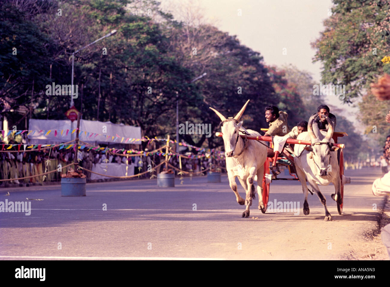 BULLOCK CART RACE HELD AT TRIVANDRUM KERALA Stock Photo - Alamy