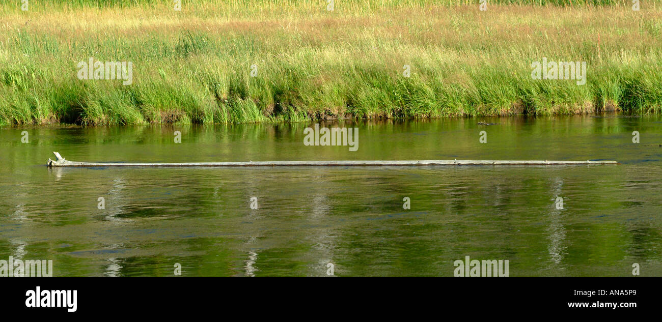 The Stripped Trunk of a Lodgepole Pine Tree Floating in The Madison ...