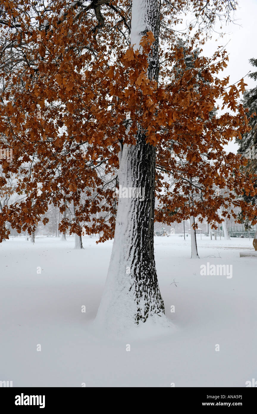 Michigan winter trees landscape hi-res stock photography and images - Alamy