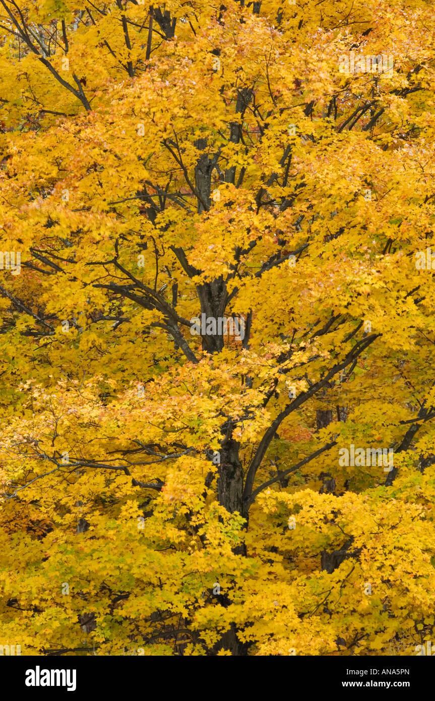 Detail of Autumn Maple Tree Floyd County Indiana Stock Photo - Alamy