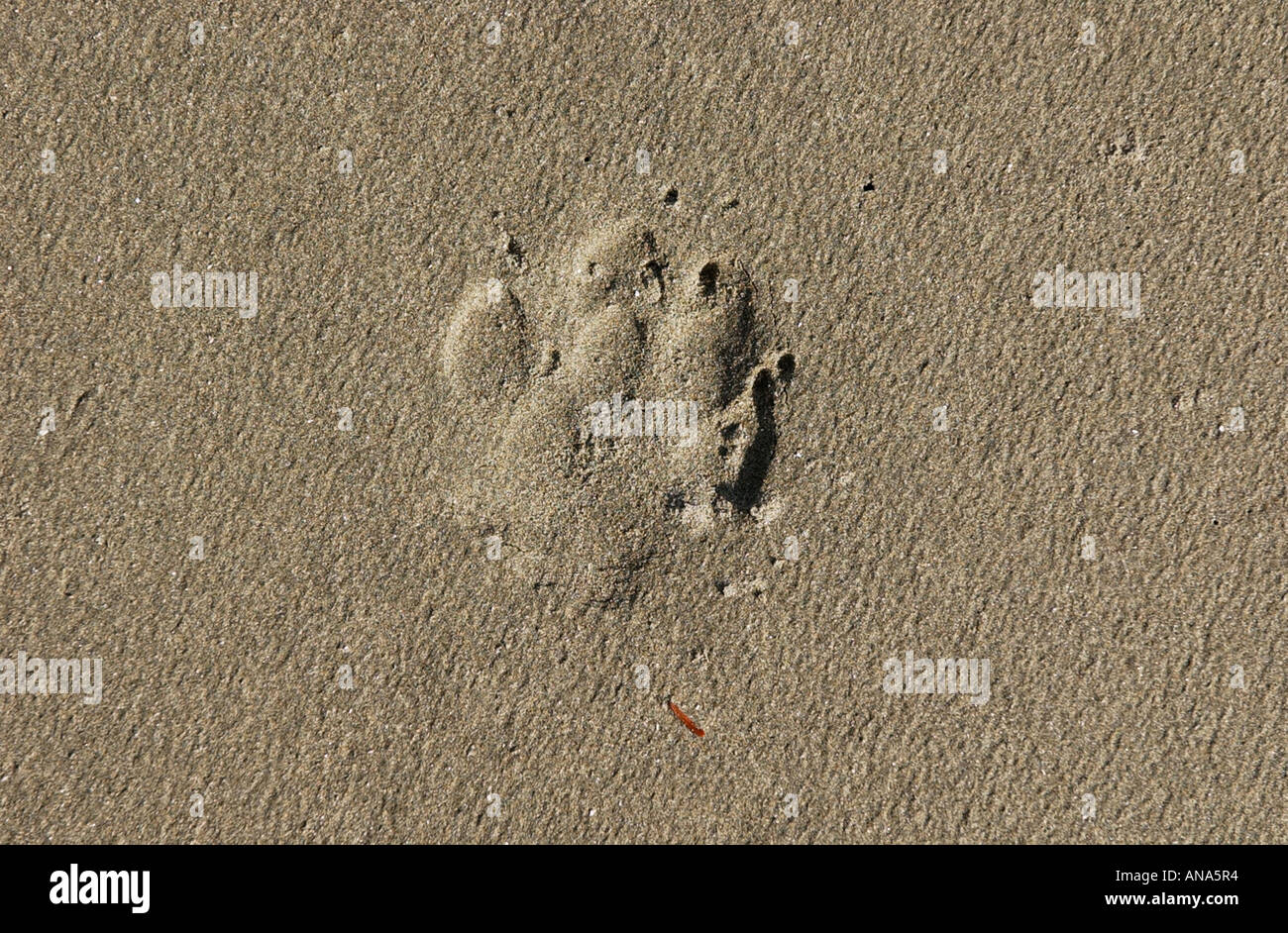 Wolf print hi-res stock photography and images - Alamy