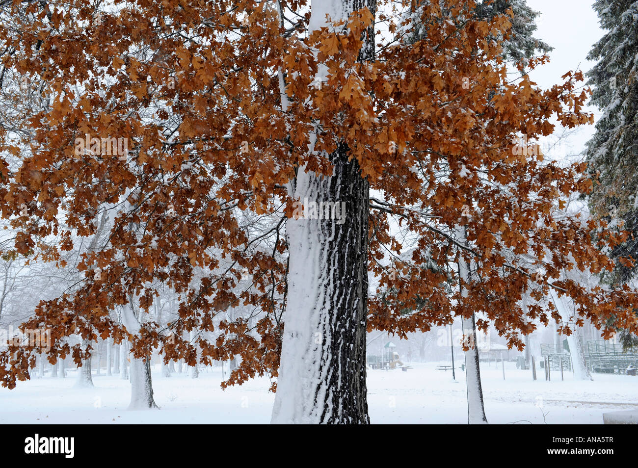 Michigan winter trees landscape hi-res stock photography and images - Alamy