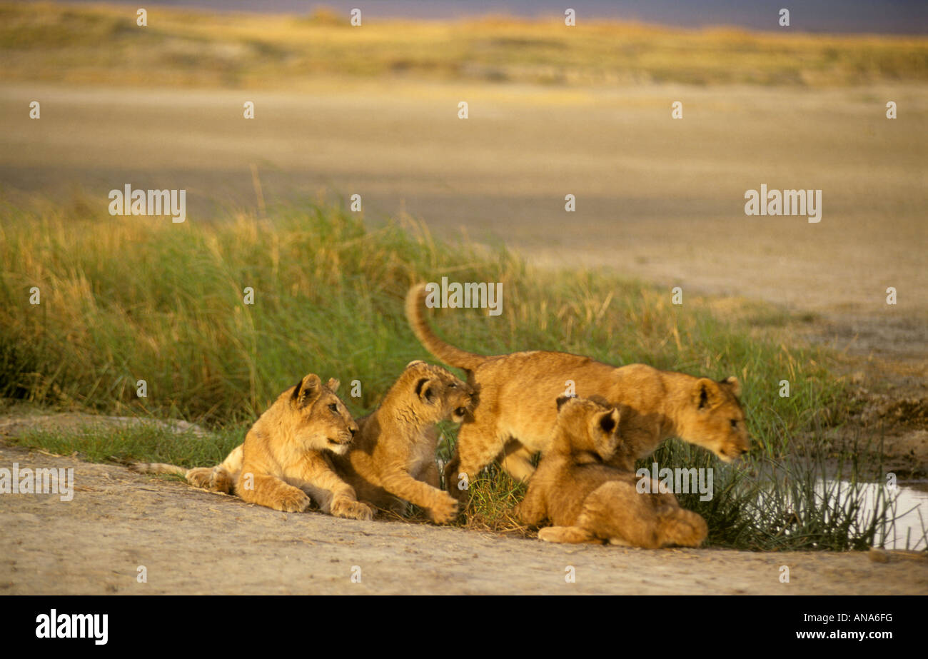A group of four lion cubs, three lying down Stock Photo - Alamy