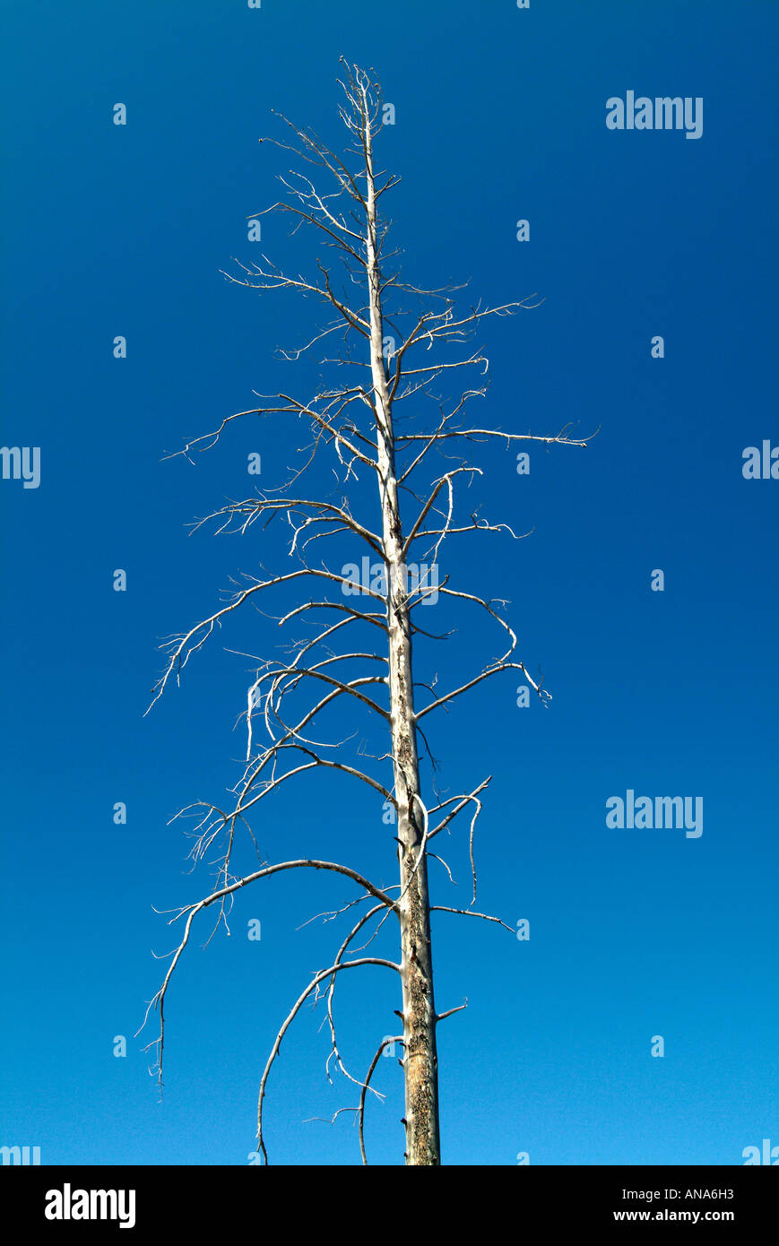 Stripped pine hi-res stock photography and images - Alamy