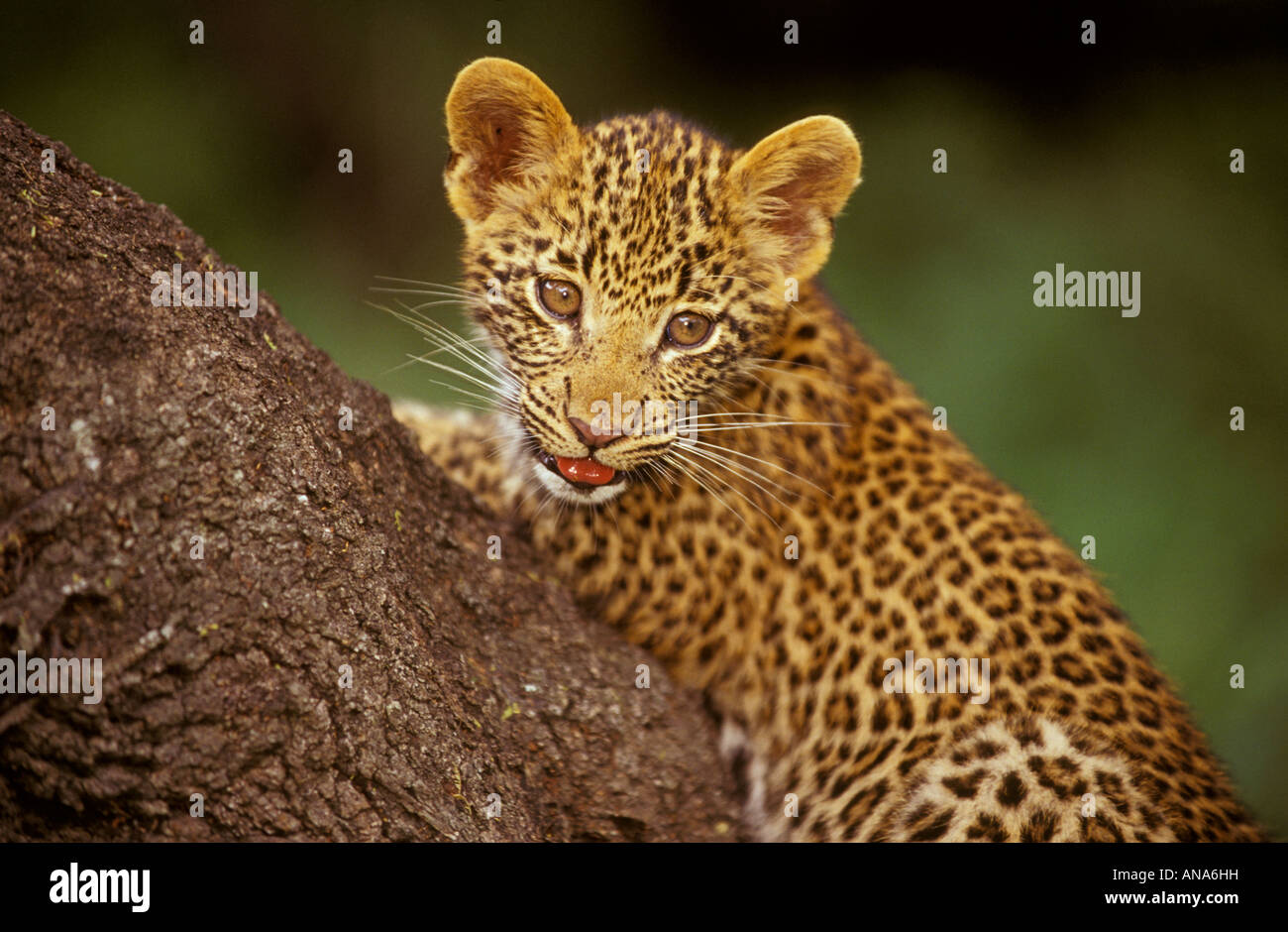 A Leopard cub in a tree (Panthera pardus Stock Photo - Alamy