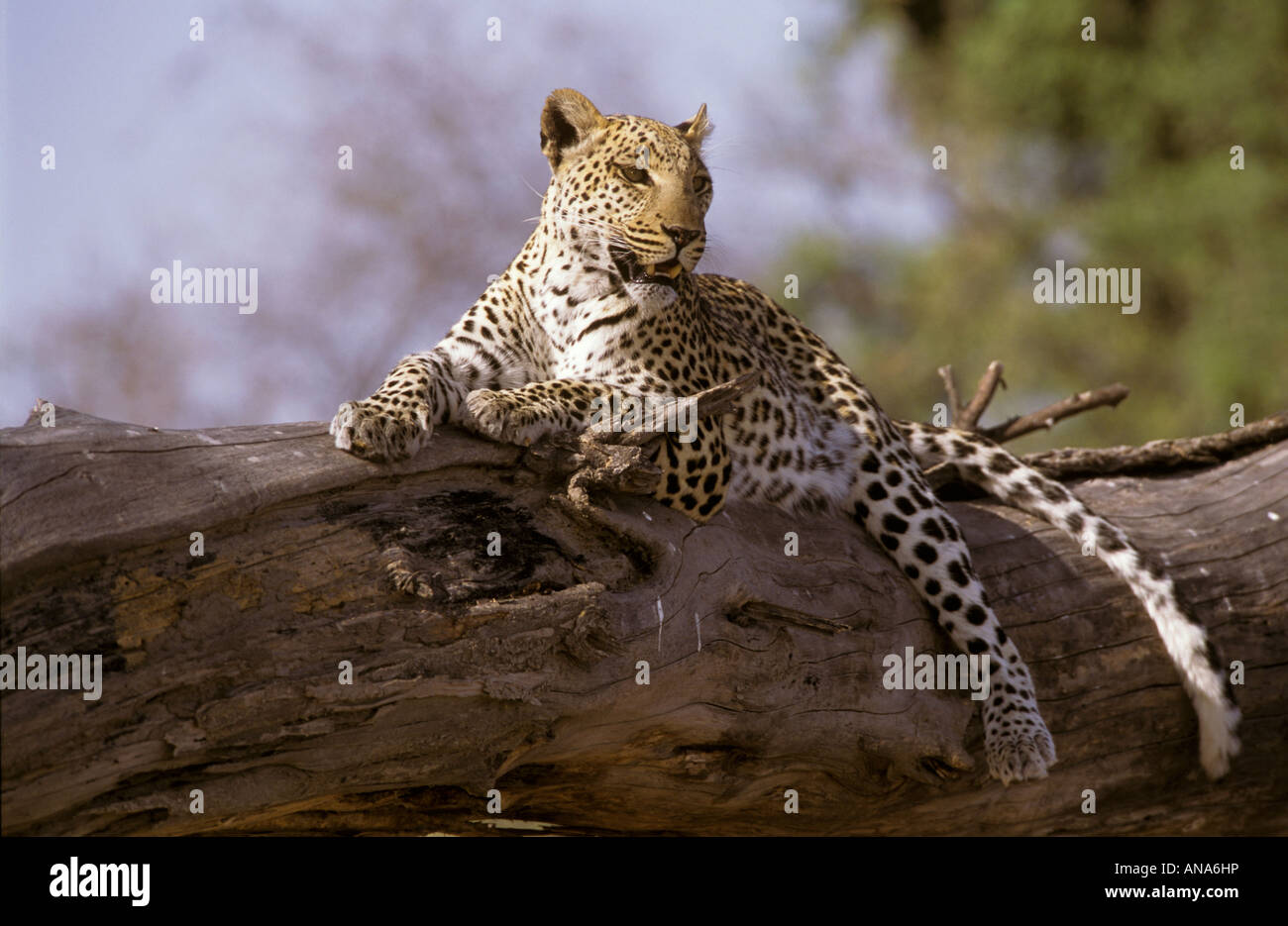 A leopard resting on a fallen tree (Panthera pardus Stock Photo - Alamy