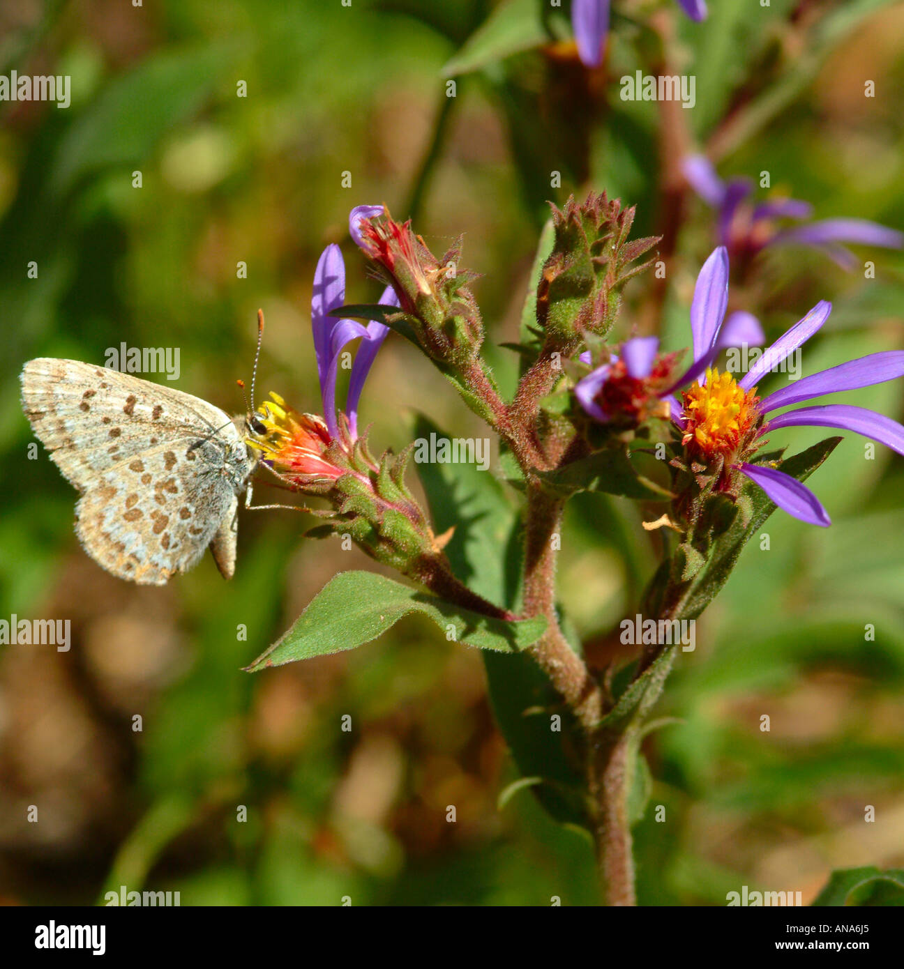 Underside of Purplish Copper Butterfly on Thick Stemmed Aster Flower ...
