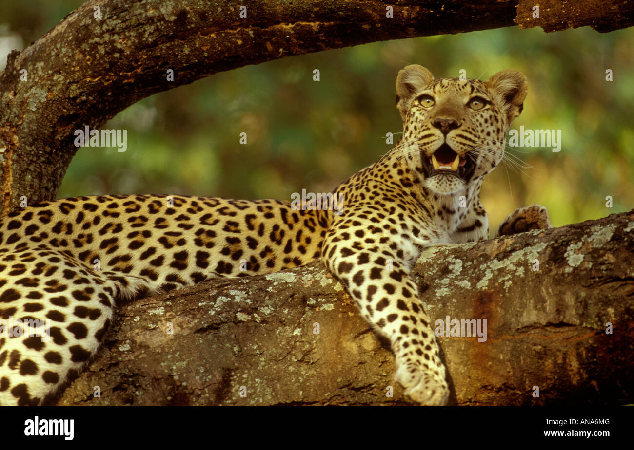 Leopard resting in tree (Panthera pardus Stock Photo - Alamy
