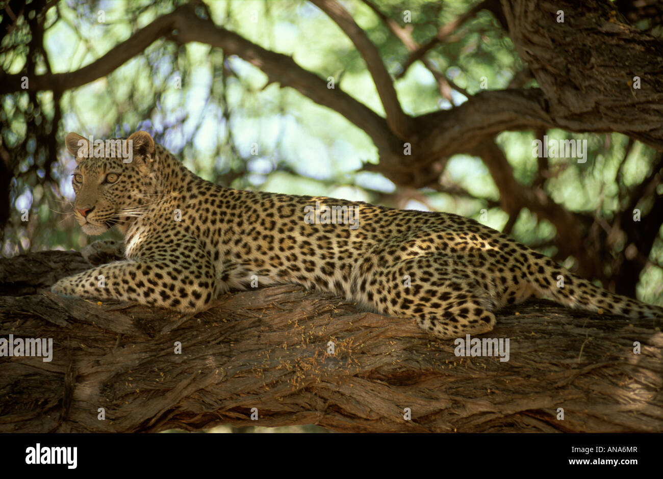 A Leopard resting in a tree (Panthera pardus Stock Photo - Alamy