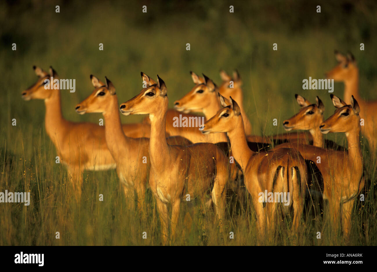 Impala herd standing in green grass, all staring in same direction ...