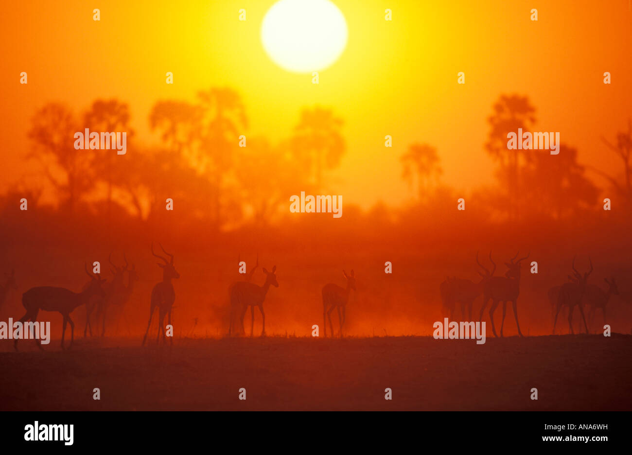 Impala herd silhouetted in a glowing orange sunset Stock Photo - Alamy