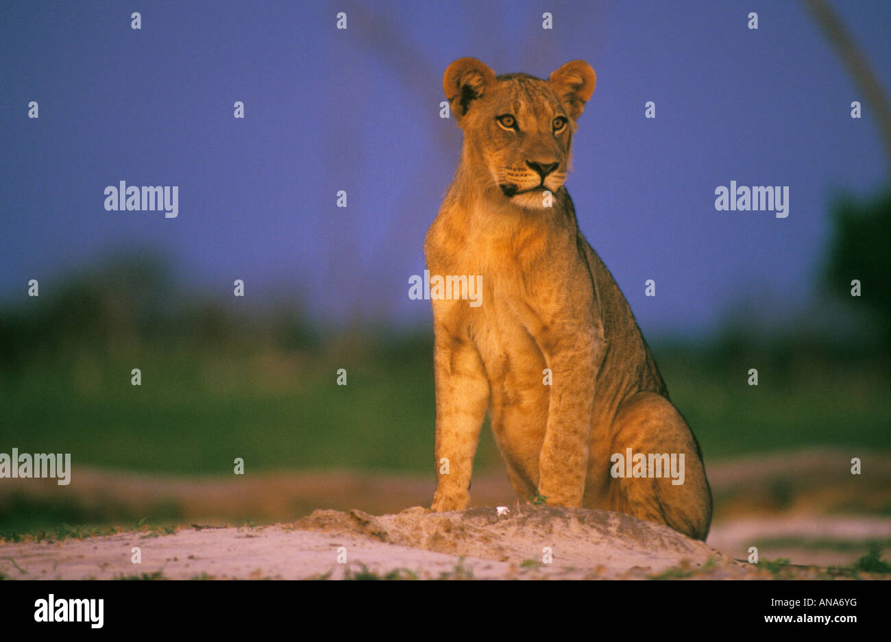 Seated lion hi-res stock photography and images - Alamy