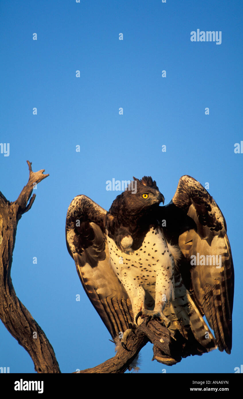 Martial eagle perched with a full crop on dead branch with wings raised ...
