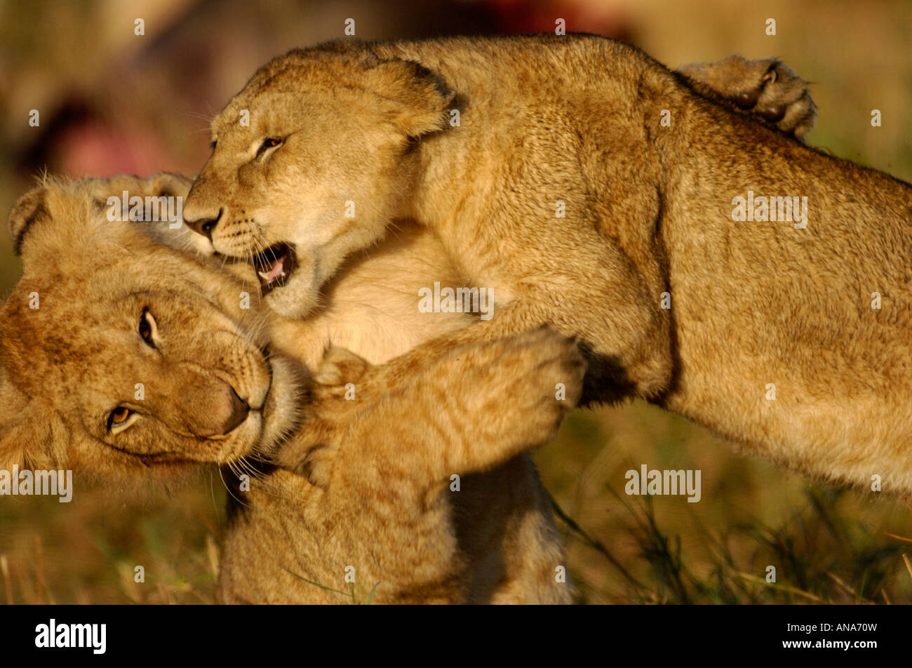 Pair of young lions play fighting Stock Photo - Alamy