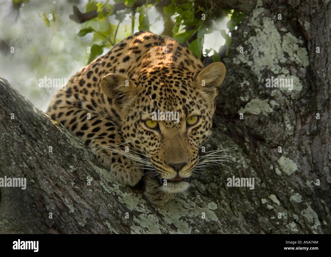 Leopard peering out from the fork of a tree Stock Photo - Alamy