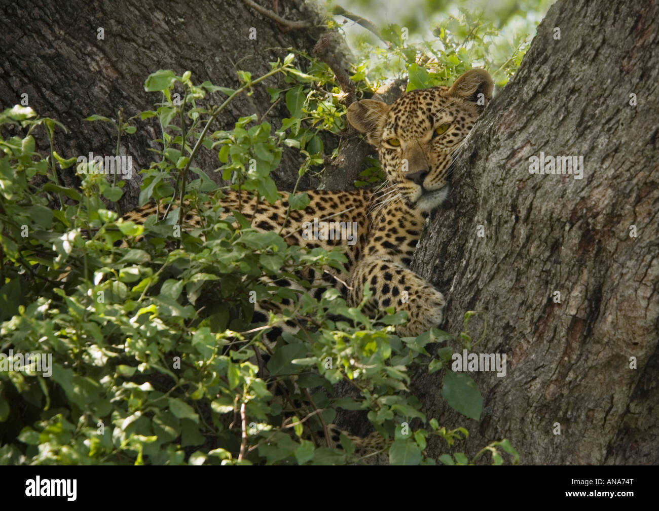 Leopard relaxing lazily in the fork of a tree Stock Photo - Alamy