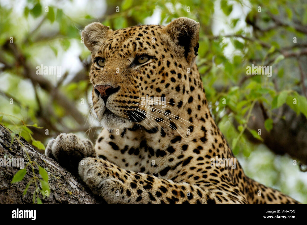 Leopard lying on the branch of a tree looking very alert Stock Photo ...