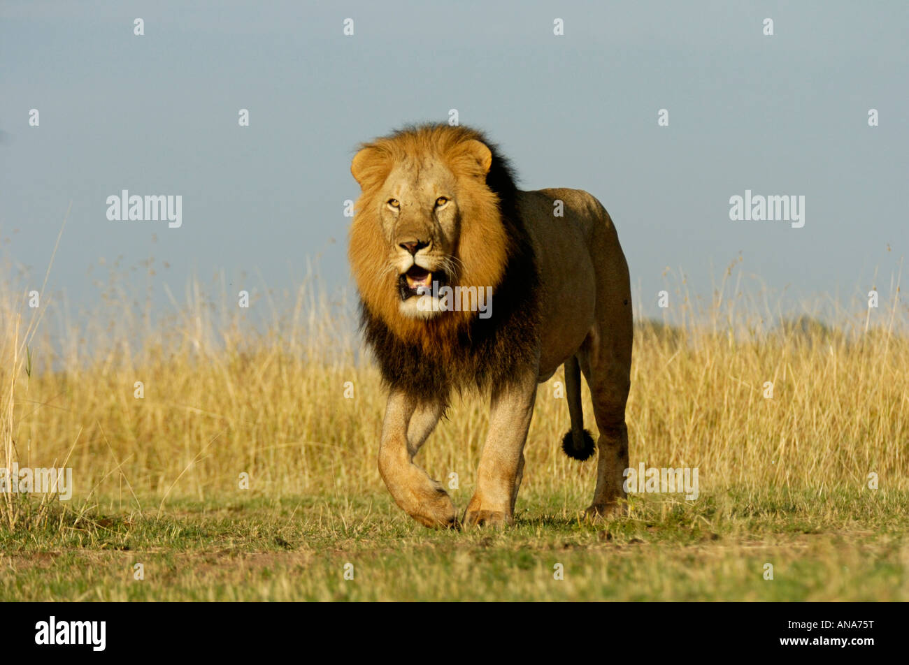 Male lion walking headlong towards the camera Stock Photo - Alamy Male lion walking headlong towards the camera Stock Photo - Alamy