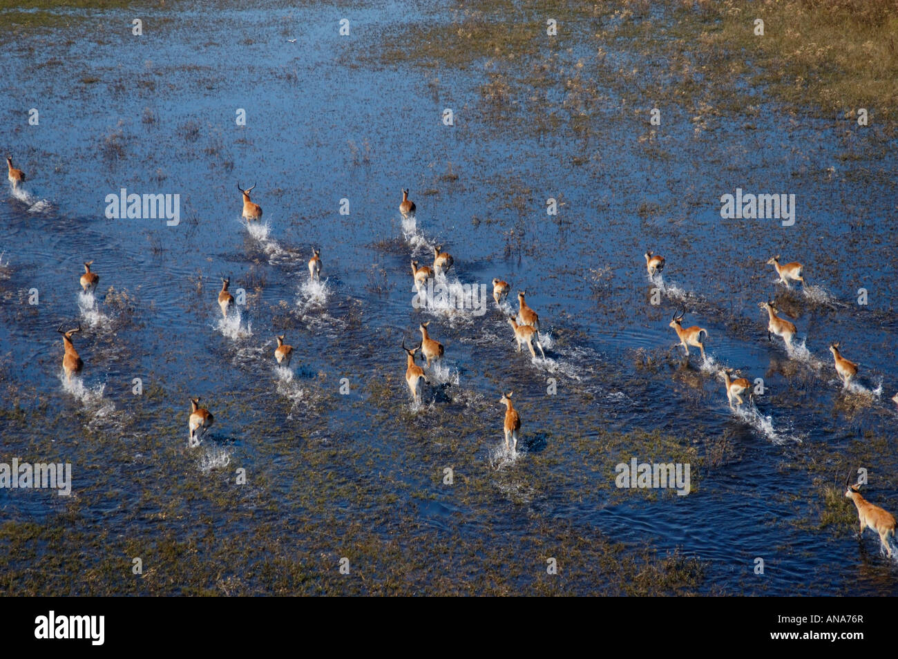 Aerial view of a herd of Lechwe running in shallow water in the ...