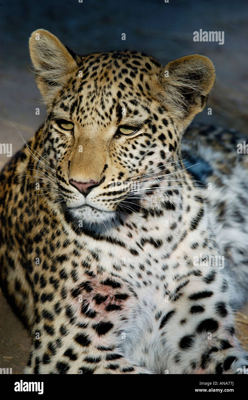 Portrait of Leopard lying down Stock Photo - Alamy
