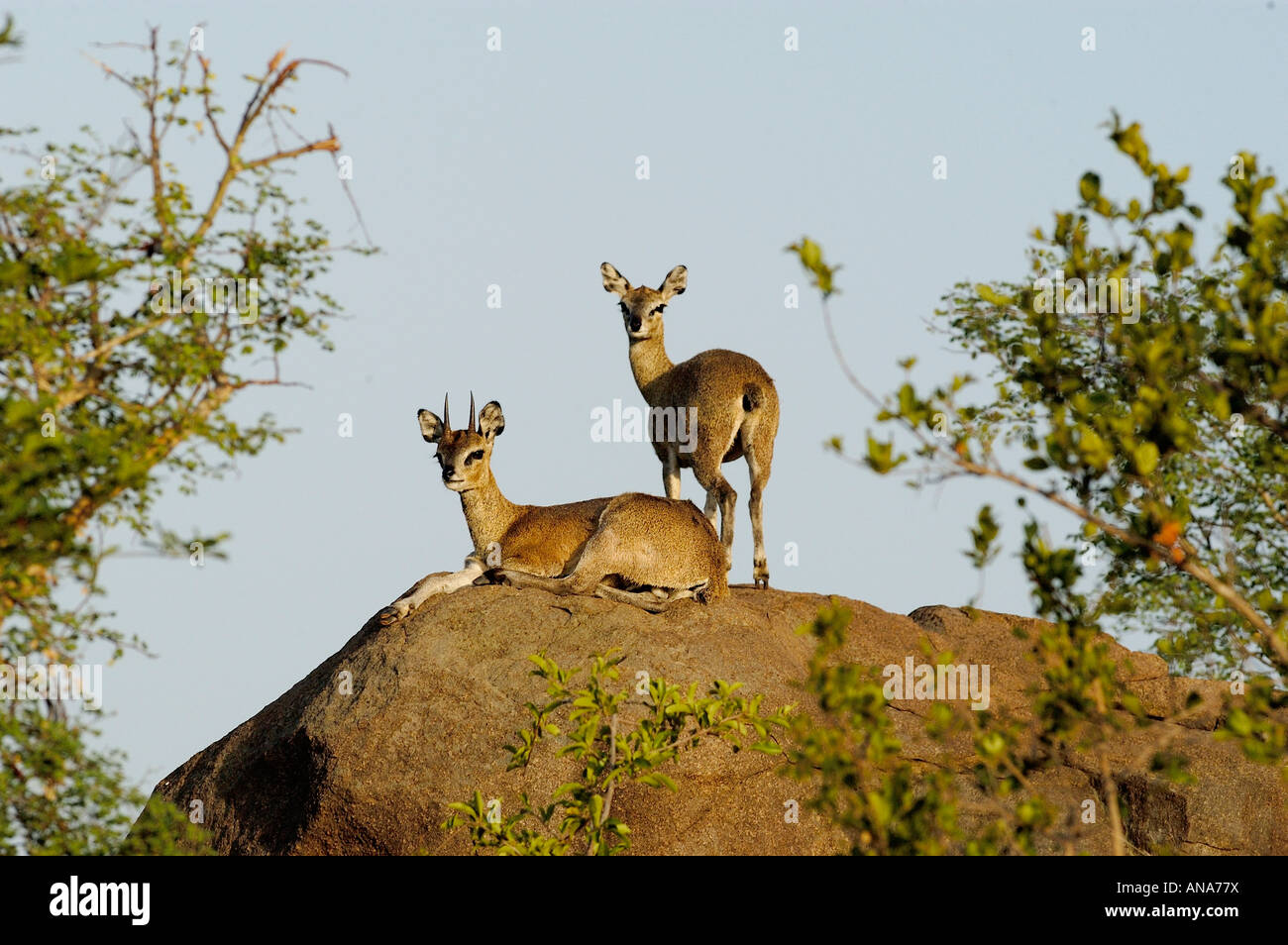 Klipspringer pair hi-res stock photography and images - Alamy