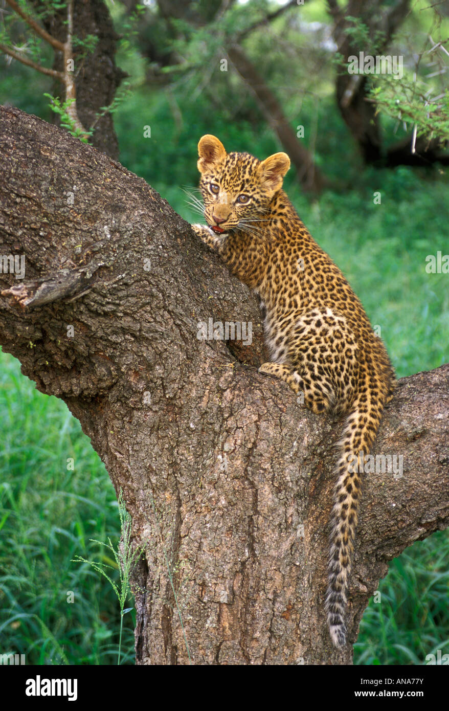 Leopard markings hi-res stock photography and images - Alamy