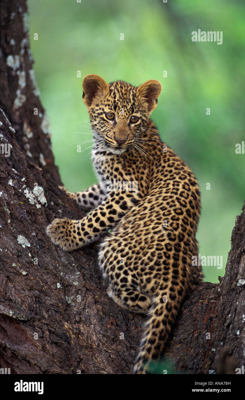 African leopard sitting in tree hi-res stock photography and images - Alamy