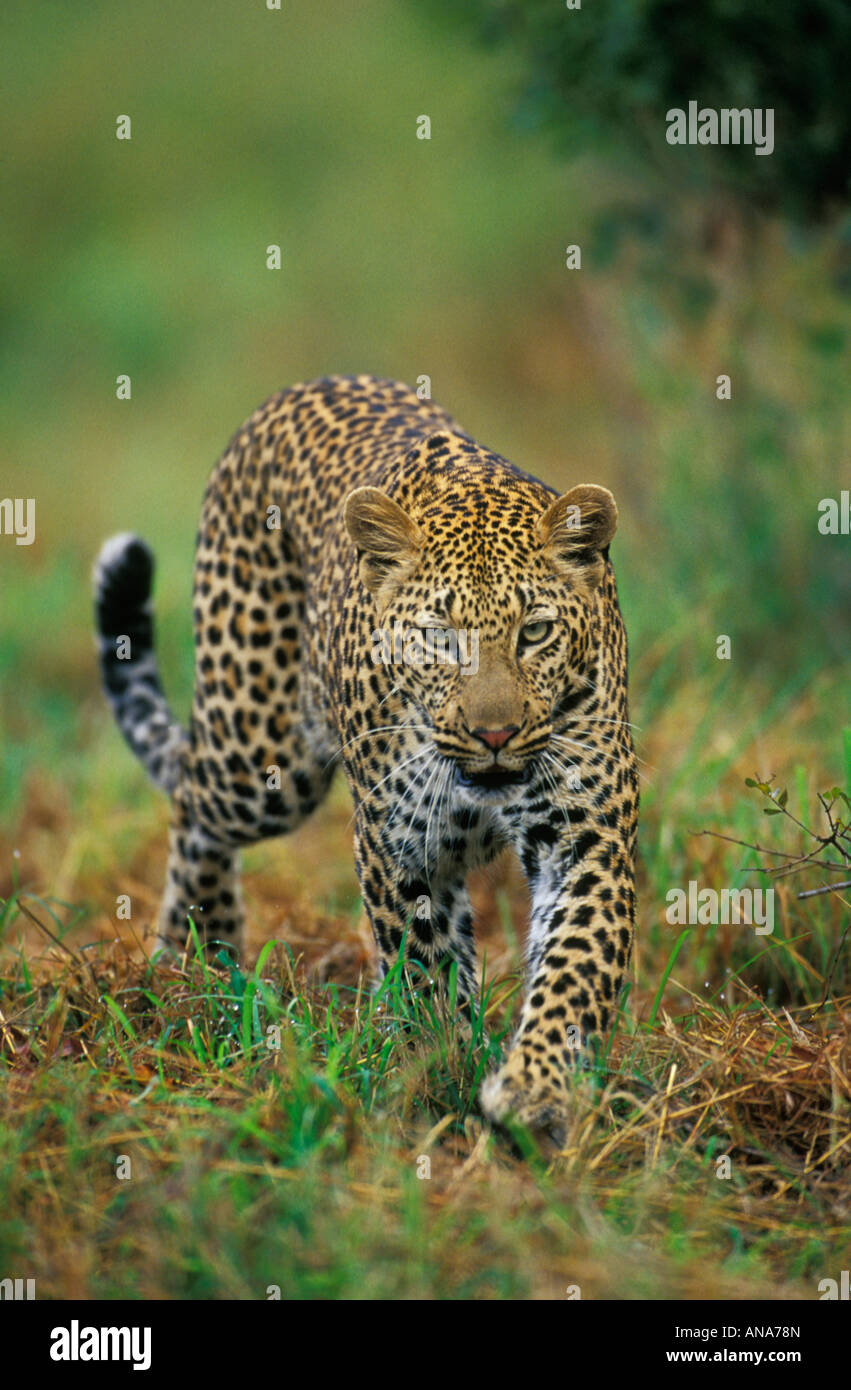 Female leopard walking towards camera Stock Photo - Alamy