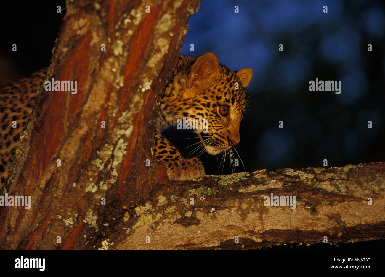 Leopard cub in tree at night Stock Photo - Alamy