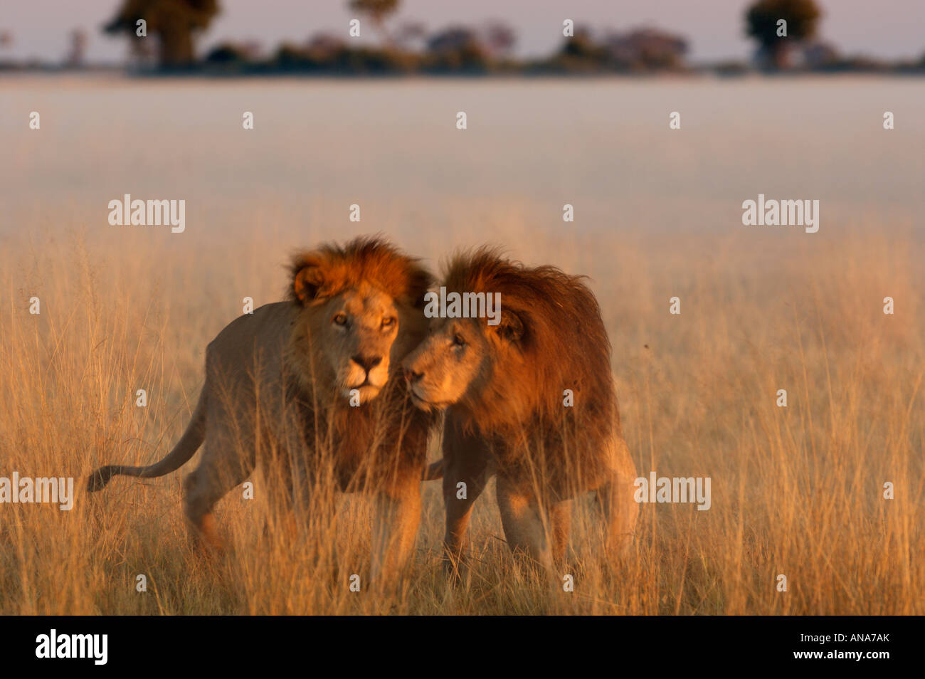 Two dominant Male lions interacting on the Duba Plains on a misty ...