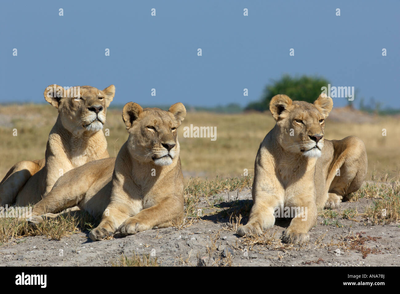 Come on the lionesses hi-res stock photography and images - Alamy