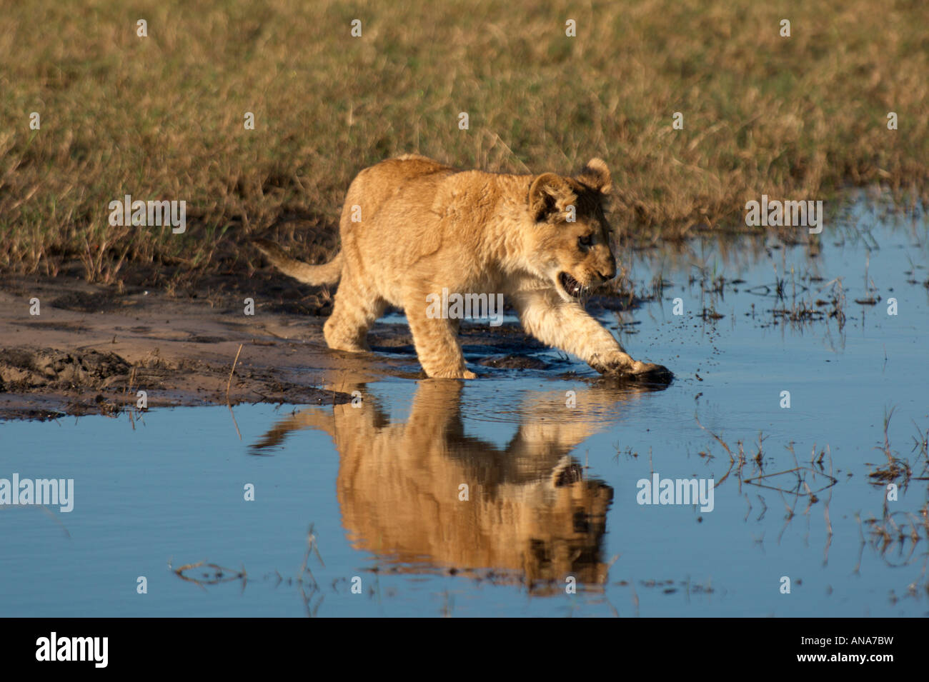 Tentative hi-res stock photography and images - Alamy