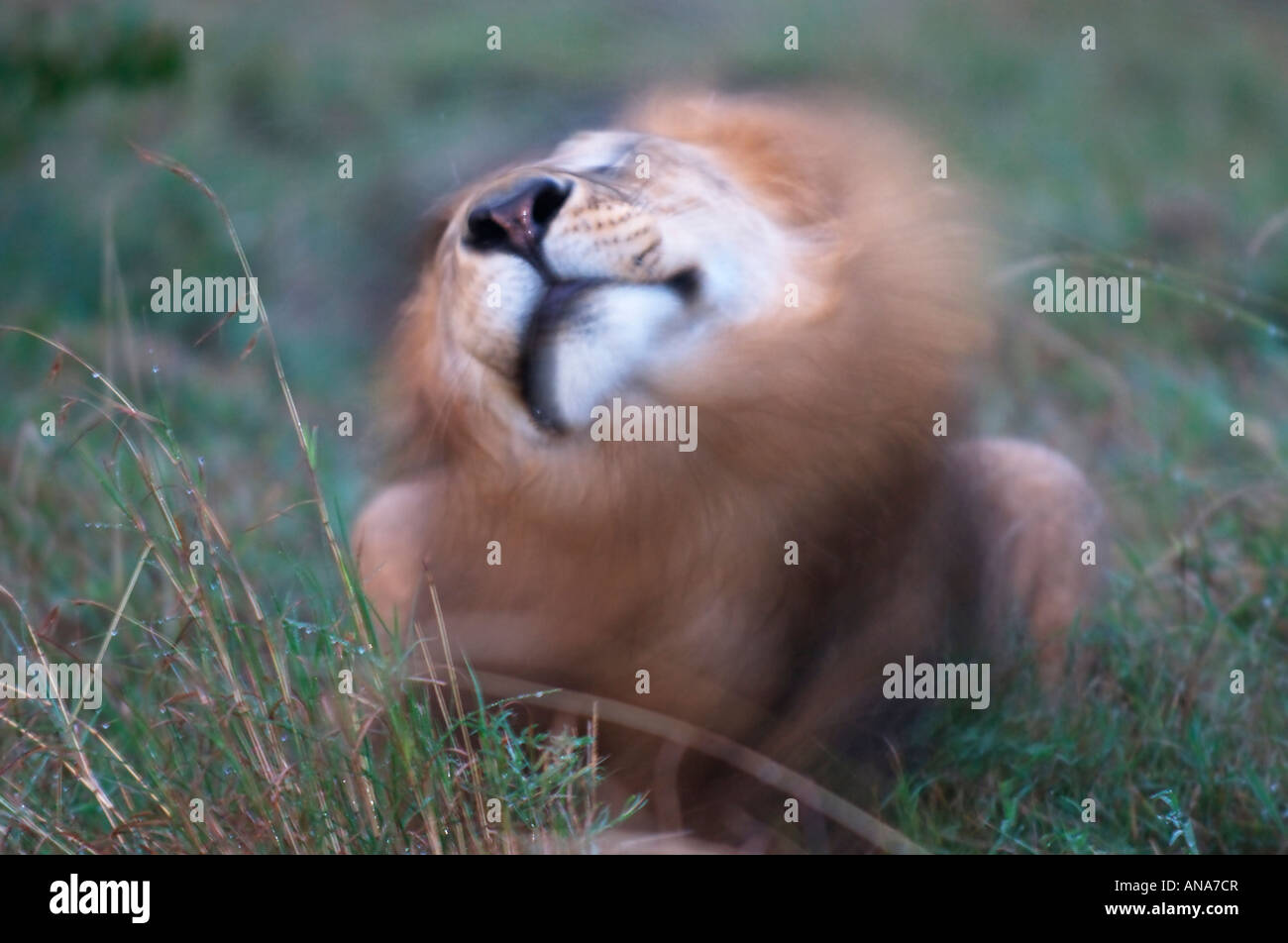 Lion shaking its head Stock Photo - Alamy