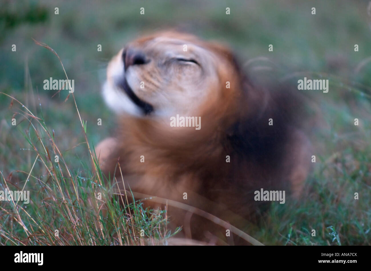 Lion shaking its head Stock Photo - Alamy