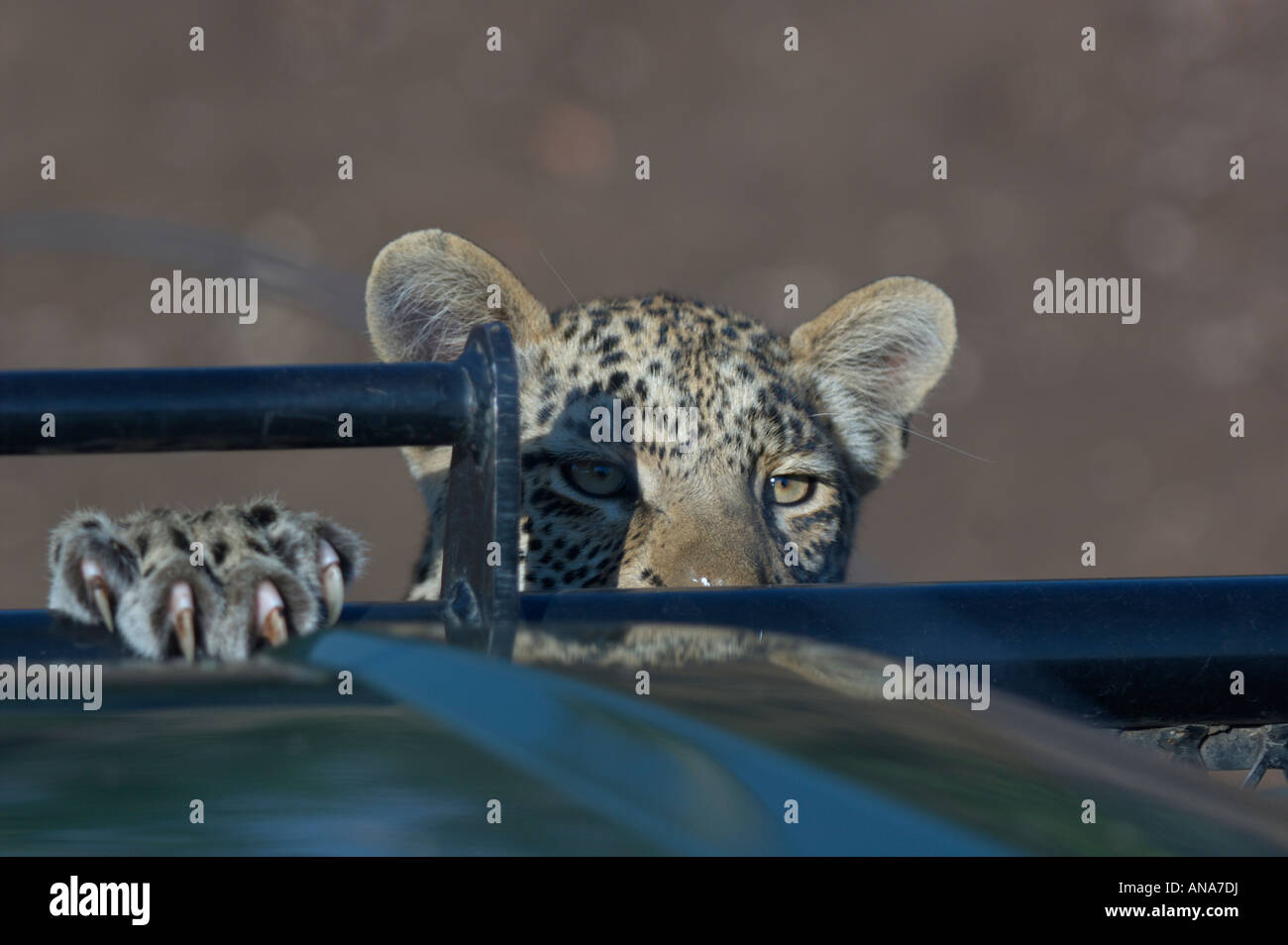 A curious leopard peering onto a tourist game drive vehicle over the ...