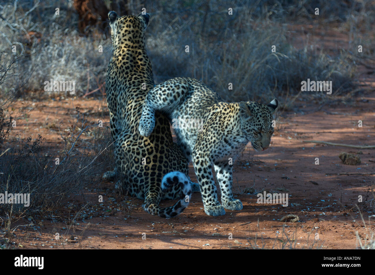 Male and female leopard hi-res stock photography and images - Alamy