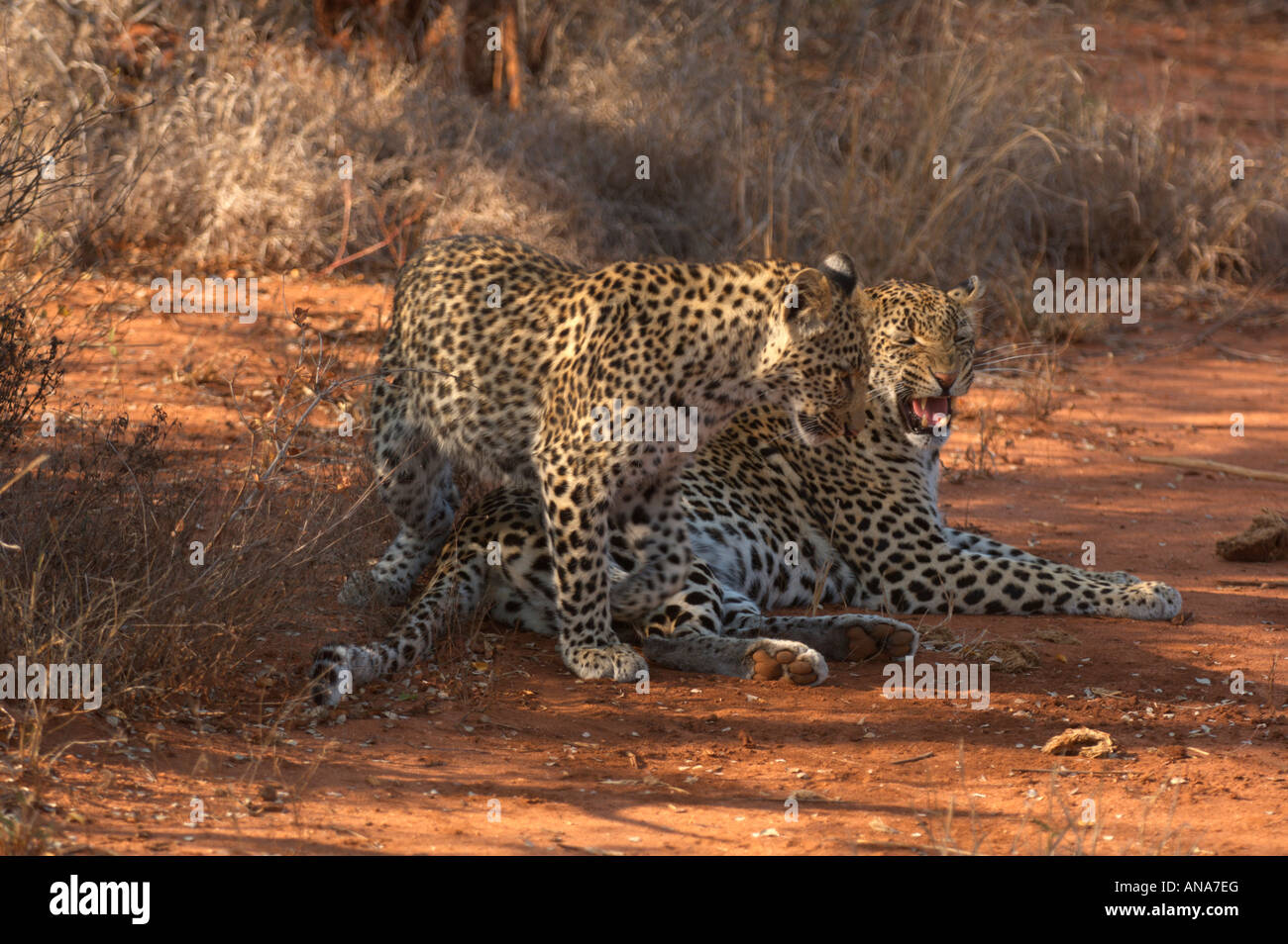 A female leopard in estrus interacting with a male enticing him to mate ...