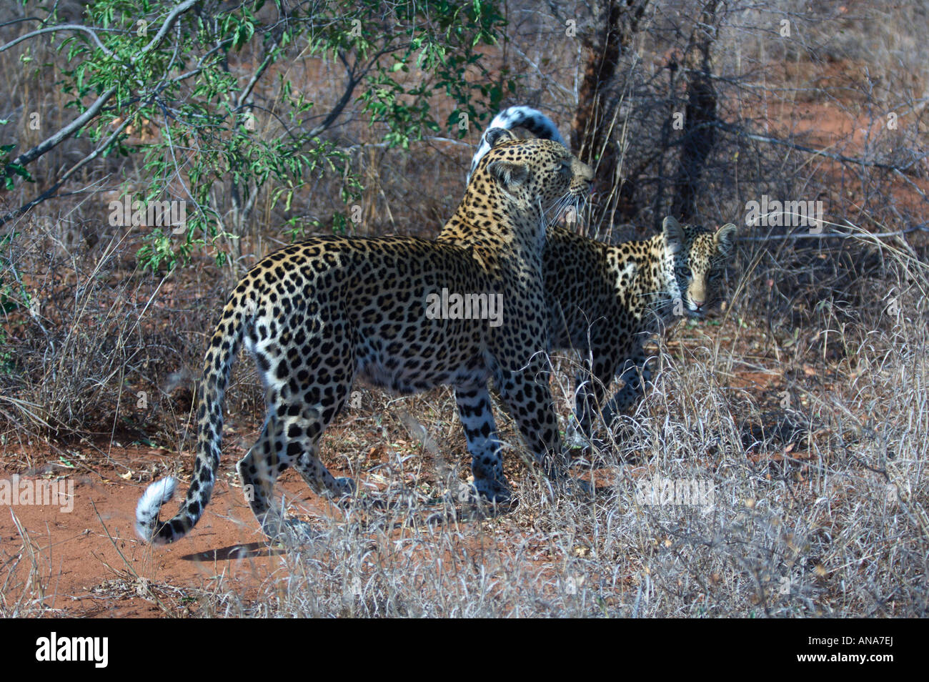 Male and female leopard hi-res stock photography and images - Alamy