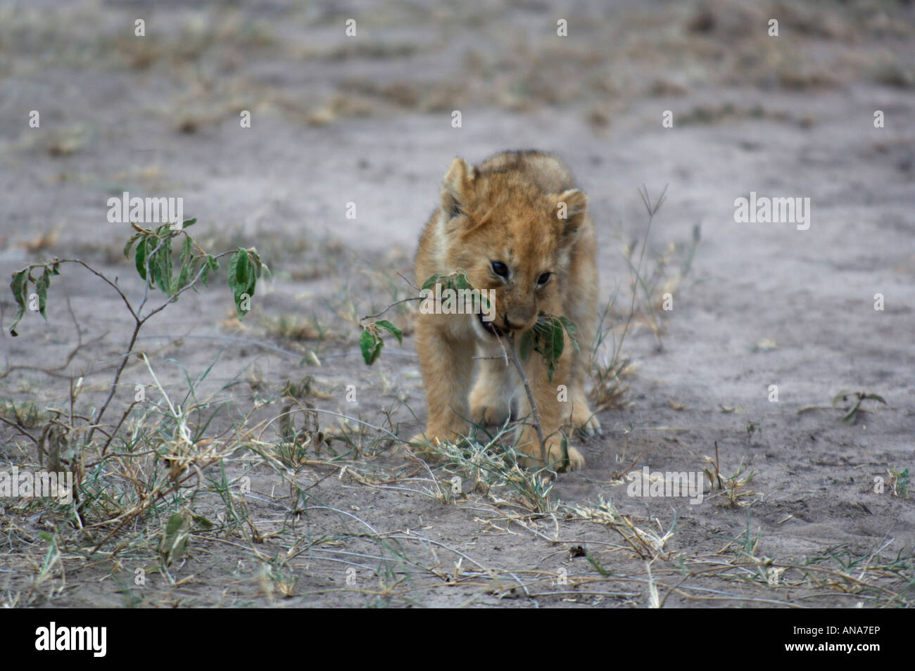 Lion cub chewing on a plant Stock Photo - Alamy