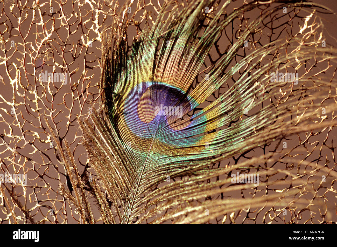 A PEACOCK FEATHER Stock Photo - Alamy