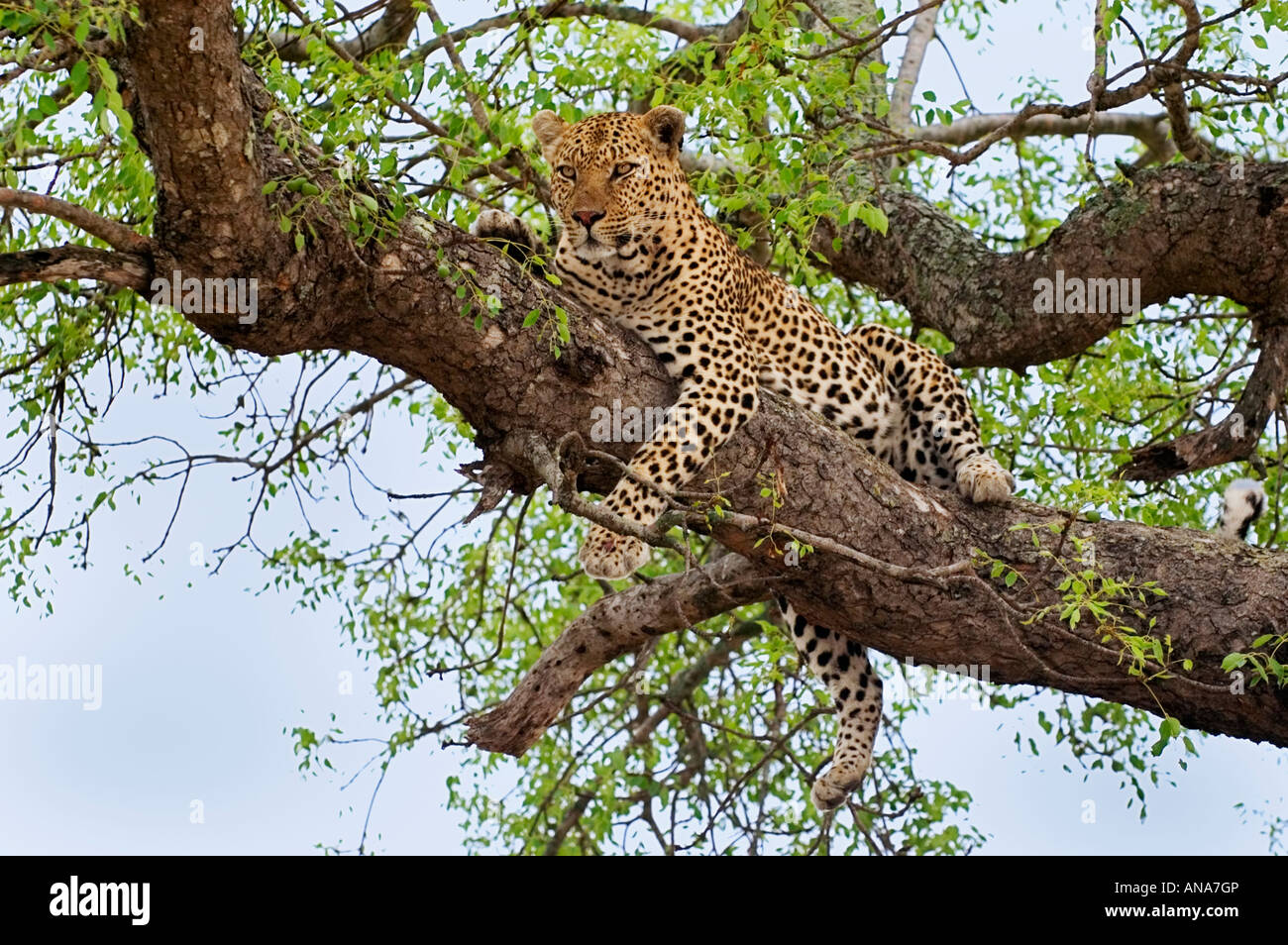 Male leopard lying in a Maroela tree Stock Photo - Alamy