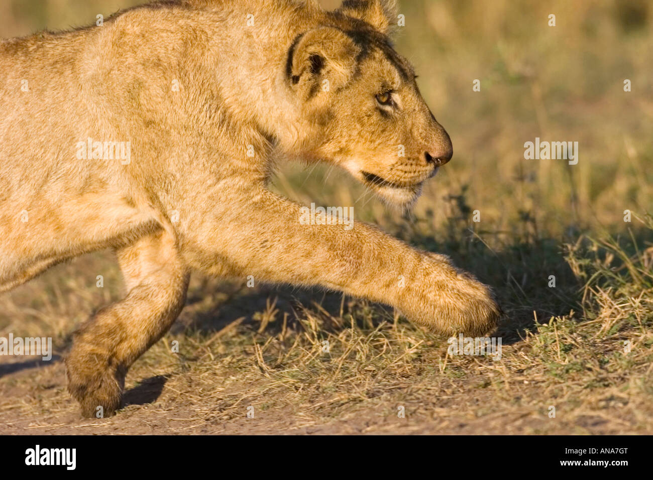 Lion photographs hi-res stock photography and images - Alamy