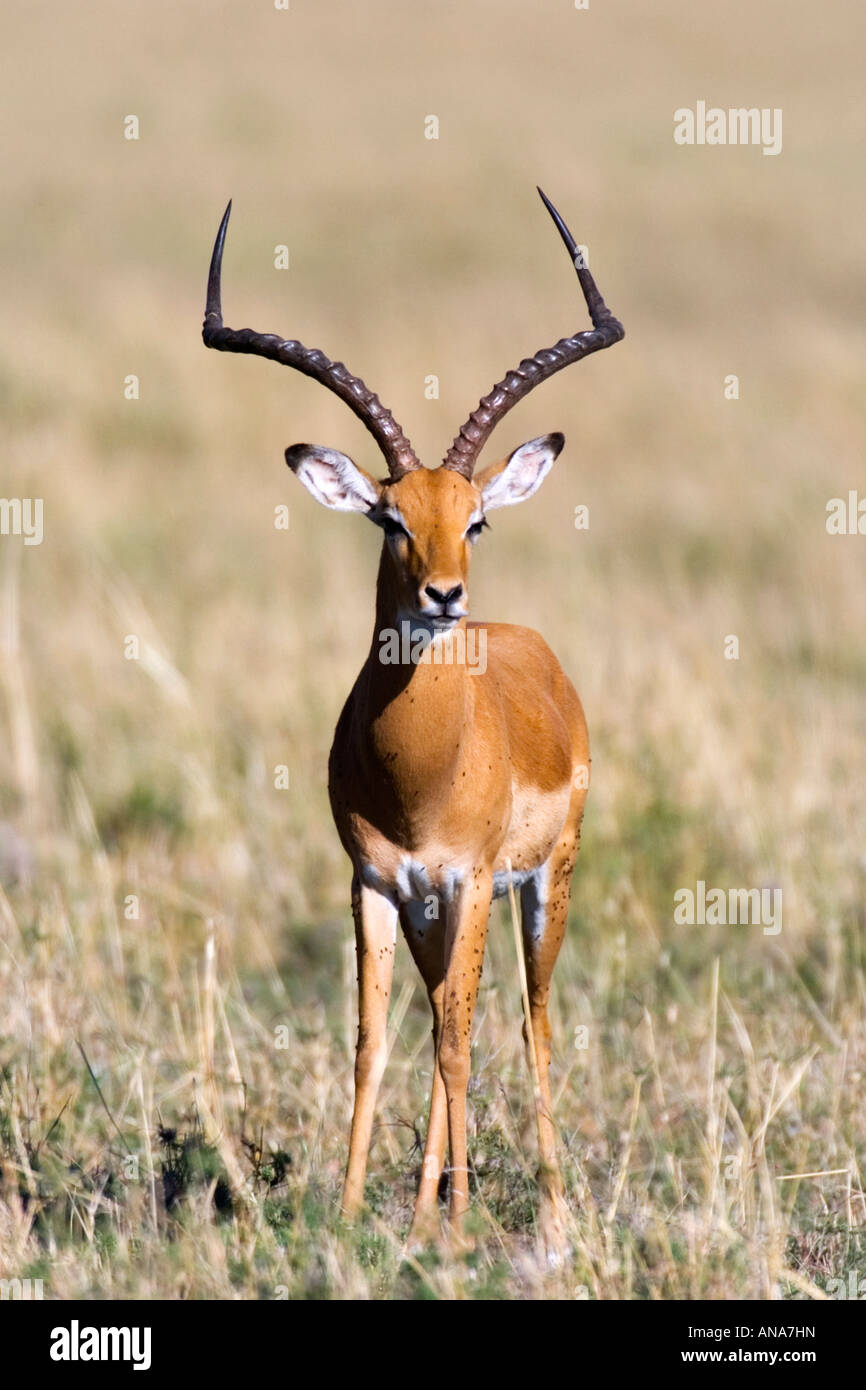 Trophy photographs hi-res stock photography and images - Alamy