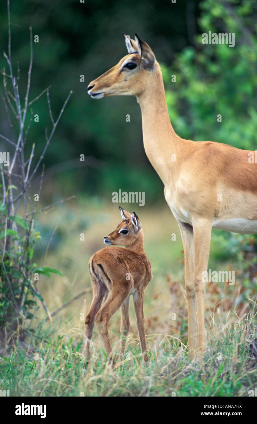 Impala ewe with newborn foal Stock Photo - Alamy