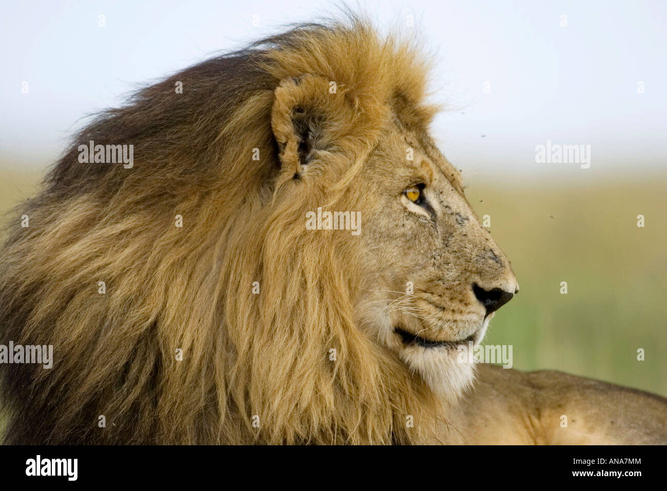 Portrait of a male lion Stock Photo - Alamy