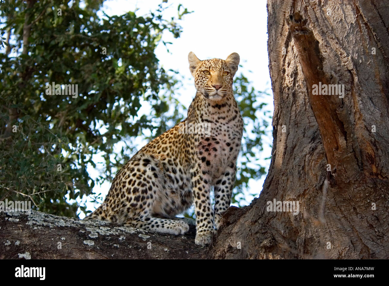 Leopard in tree Stock Photo - Alamy