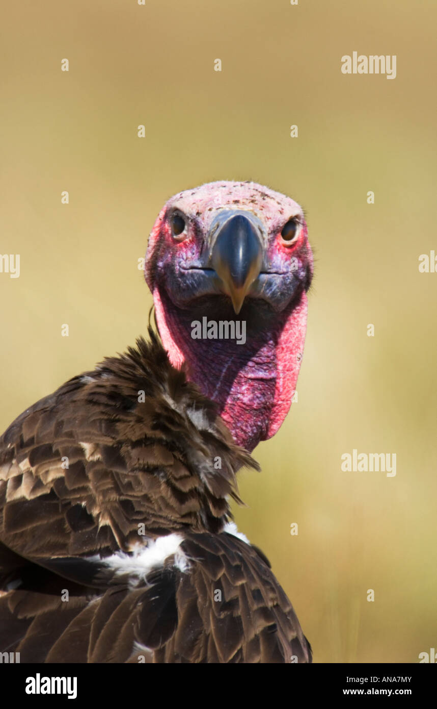 Vulture photographs hi-res stock photography and images - Alamy