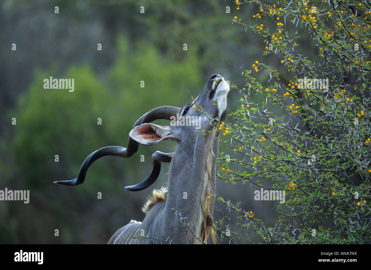 Kudu eating acacia hi-res stock photography and images - Alamy