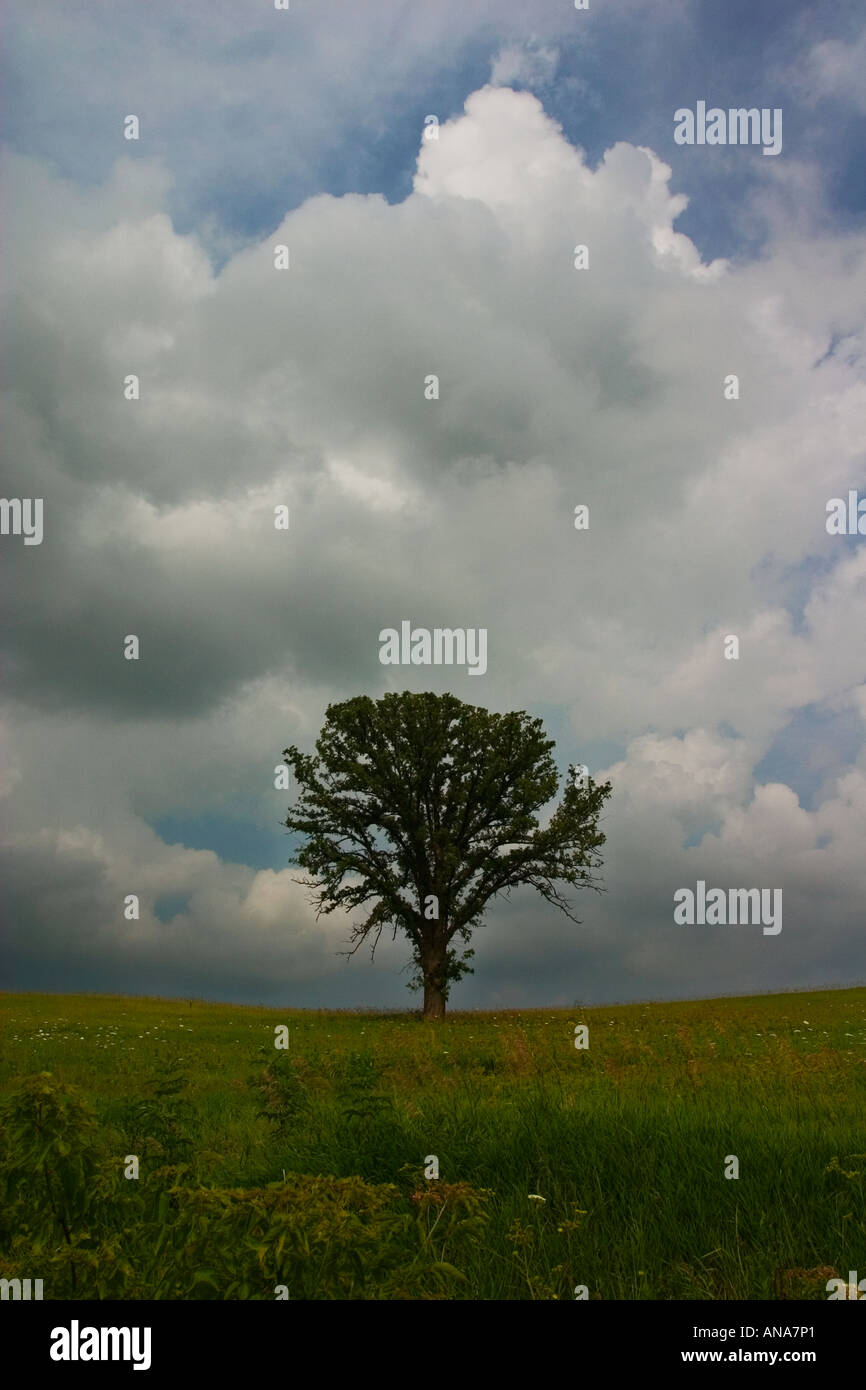 Single tree in field on a farm, midwest USA Stock Photo - Alamy