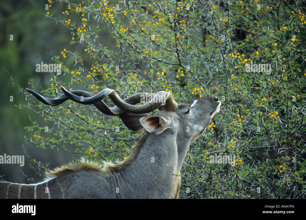 Kudu eating acacia hi-res stock photography and images - Alamy